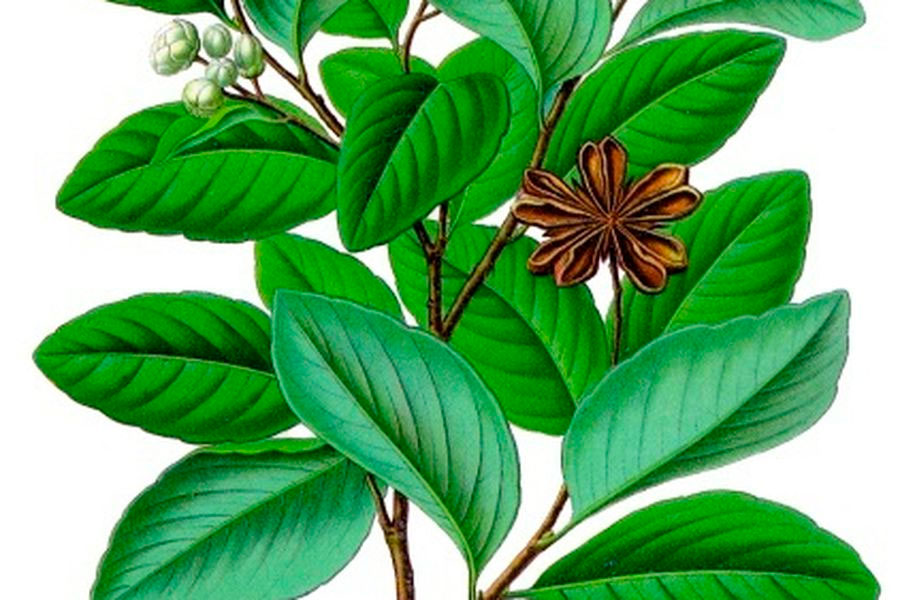 El aporte del quillay en futura vacuna contra el Coronavirus - ICBM